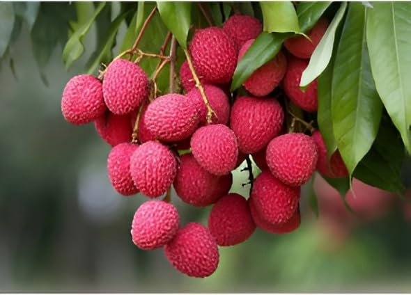 Oxiflora® Shahi Litchi Plant-1 Healthy Live Super Yielding Early ...