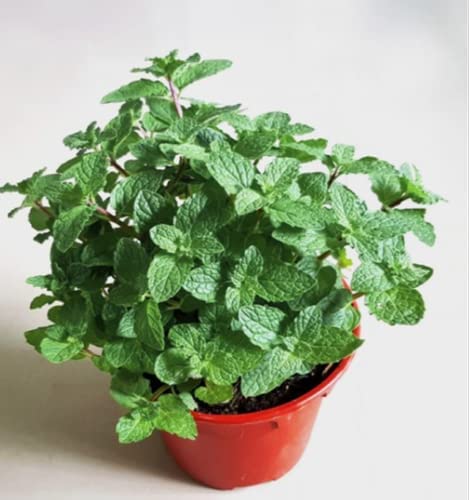 Maa Traderes Mint/Pudhina Plant Live Herb with Pot (Hybrid, Pack of 1 ...