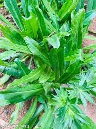 African Malli- VENUS-ONLINE African Malli (Eryngium Foetidum) Long ...