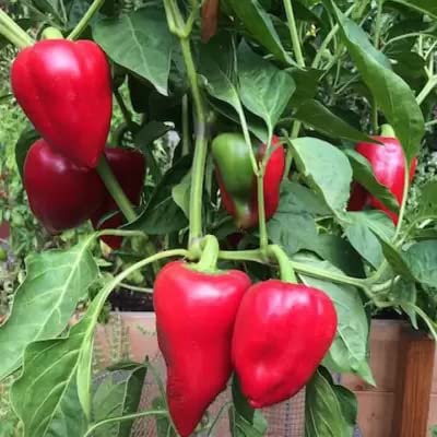Green World Chilli Pepper Sky Bor 10 For Kitchen Gardening (10 Seed ...