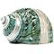 Amazon.com: Large Turbo Shell, 3" inch Seashell, Seashells for ...