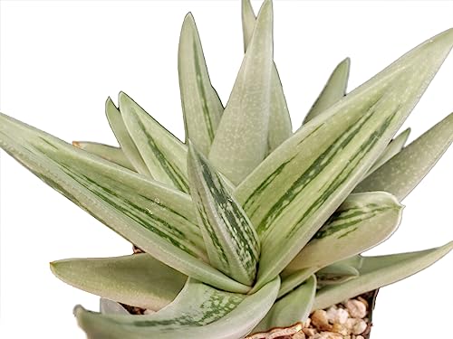 Gasteraloe - How to grow & care