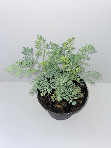 Ruta graveolens - How to grow & care