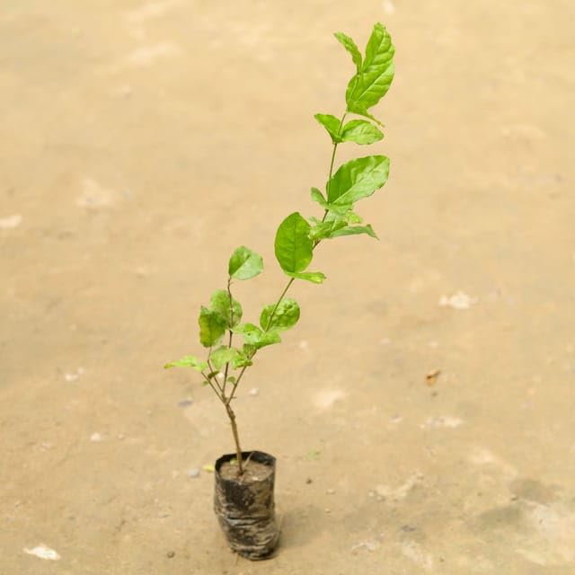 Motia Jasmine/Mogra White in 4 Inch Flower Garden Live Nursery Garden ...