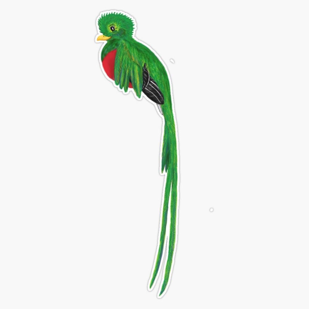 Amazon.com - Resplendent Quetzal Guatemala Sticker Bumper Sticker Vinyl ...