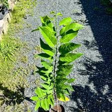 Amloki plant,plant for amloki (Pack of 2) : Amazon.in: Garden & Outdoors