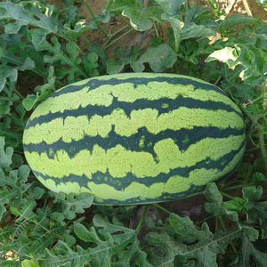Creative Farmer Vegetable Seeds Tormuj Seeds - Watermelon Striped Oval ...