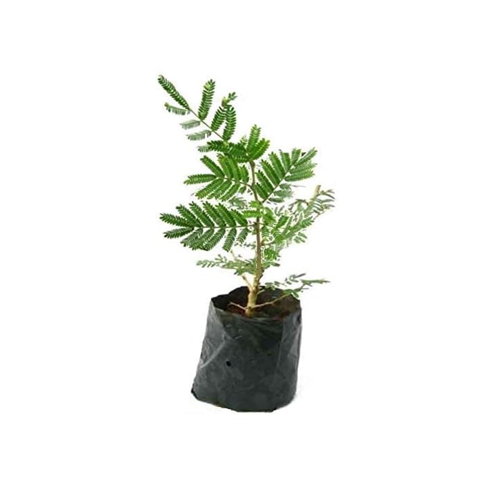 Buy Yotova Live Shami Holy Tree Prosopis Cineraria Plant Banni Maram ...