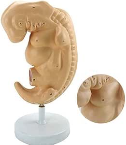 Fetal Model - Pregnant Anatomical Science Models - Medical Anatomical ...