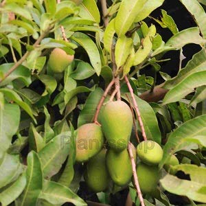 PlantsShip Creeper mango (grafted)-plant : Amazon.in: Garden & Outdoors