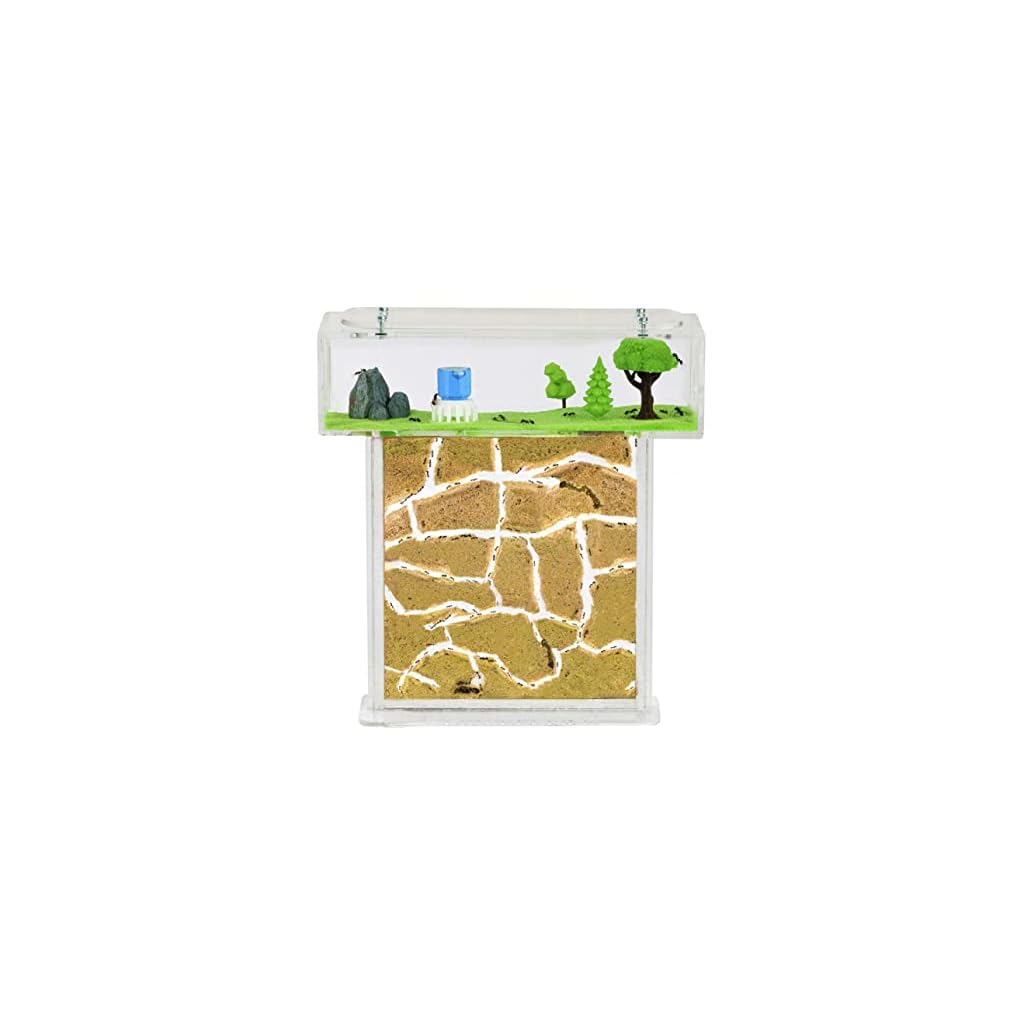 AntHouse - Natural sand ant farm - Acrylic T Kit 15x15x1-5cm - Insect ...