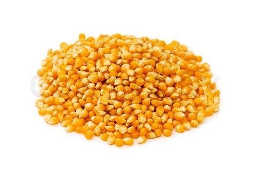 TejasCare Corn / Makka solam / Makki Seeds 1kg : Amazon.in: Garden ...