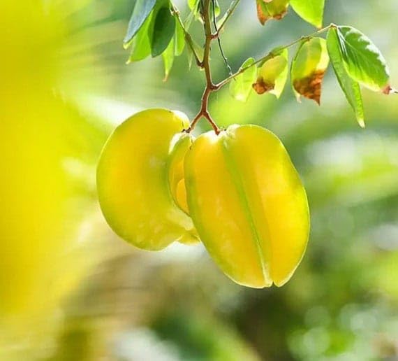 SANJU Star Fruit Carambola (Kamranga) Four Times Yearly All Season Live ...