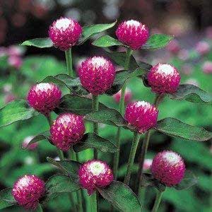 Flower Seeds: Gomphrena in Annual Bed or Containers Garden Seed ...