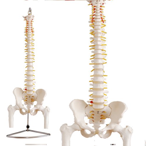 Human Spine Anatomical Model with Pelvis and Hip Joint, Life-size ...
