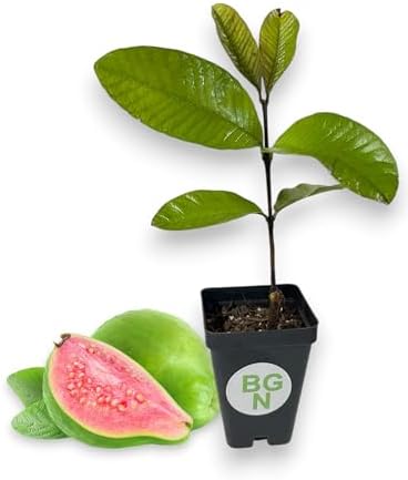 Amazon.com : No CA, Grafted Kilo Guava Tree Live Plant, 2-3 Ft Tall in ...