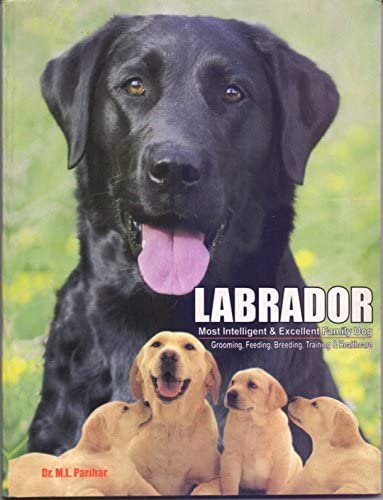 Are Labradors Intelligent