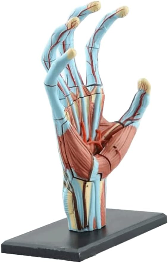 Medical Model Anatomical Model of Hand Structure 4d Human Hand Muscle ...