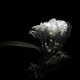 【発売日：2017年08月04日】・製造元:Refuge Foundation for the Arts
