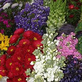 Amazon.com : GlobalRose 200 Stems Premium Specialty Combo Pack Flowers ...