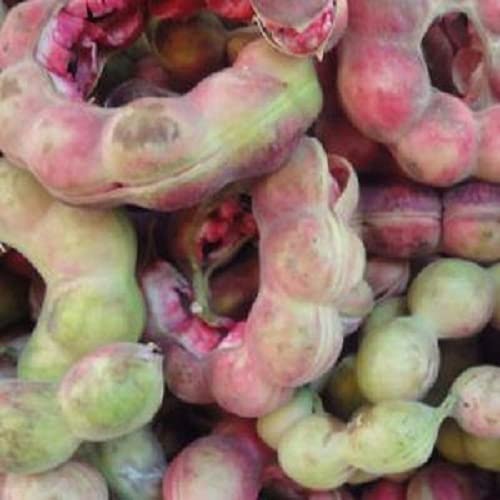 Jungle Jalebi 130 Seed JLBI127 : Amazon.in: Garden & Outdoors