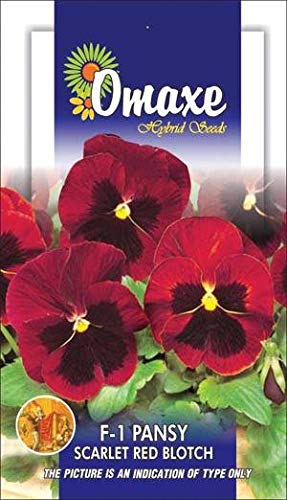 Pansy Scarlet Red Blotch Flower Seeds Kitchen Garden Packet sold by ...