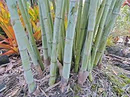 Amazon.com : Angel Mist The Ghost - White Bamboo - Dendrocalamus Minor ...