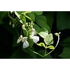 Runner Bean Plants, 'White Lady', 12 x Large Plant Pack, Vegetable ...