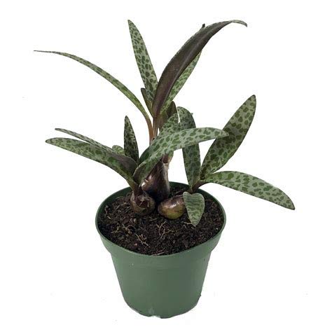 Ledebouria socialis - How to grow & care