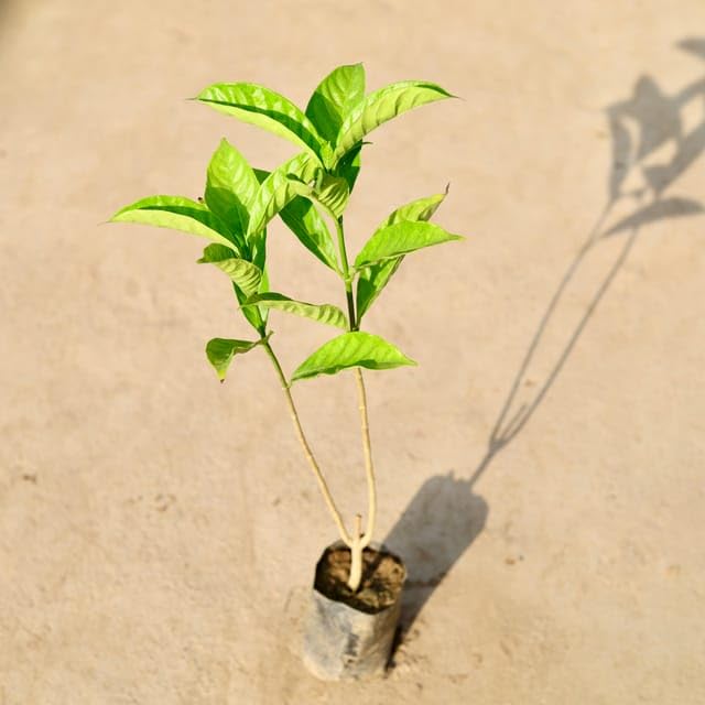 Double Chandni White in 4 Inch Flower Garden Live Nursery Garden growth ...