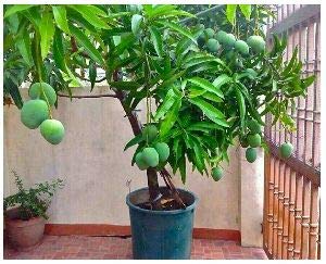 Hudgle World Best Senthoora Mango Plant Seed (1 Seed Packet) 100% ...
