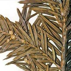 Urancia® Natural Talispatra Talees Patra Taleesapatri Abies Webbiana ...