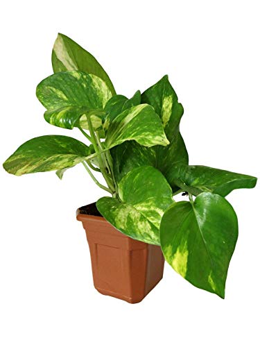 Good Luck Money Plant with Black Pot : Amazon.in: Garden & Outdoors