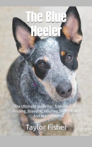Top 10 Best Collar For Blue Heeler : Reviews & Buying Guide - Katynel
