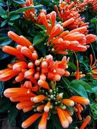 NurseryNature Begonia Venusta Plant : Amazon.in: Garden & Outdoors