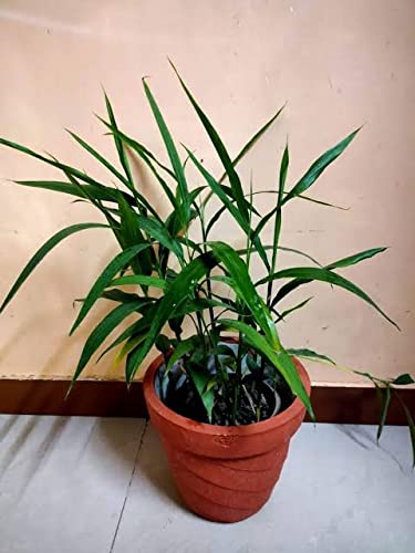 Mphmi NurseryplantCardamom, Elaichi, Velchi - Plant : Amazon.in: Garden ...