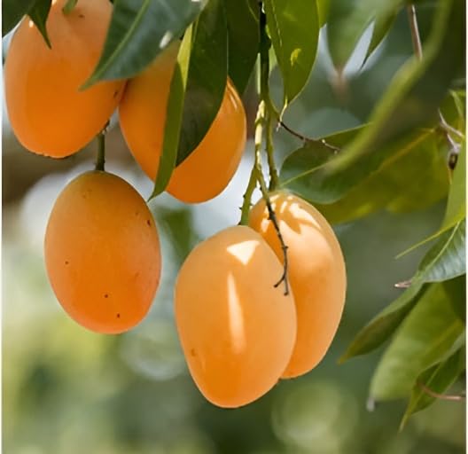 Green view "Miyazaki Mango" Live Amba fruit plant Grafted hybrid new ...