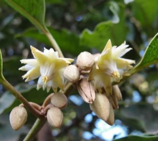 Spanish Cherry (Bakul Flower Plant) Mimosas Elengi Maulsari Bullet Wood ...