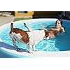 Ipoolgo Inflatable Swimming Pool, Blue/white, 6977232130000 : Amazon.ca: Toys & Games
