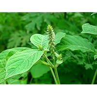 Buy Neotea Achyranthes Aspera/Nayuruvi Powder, 300 G Online at Low ...