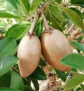 World Green Plant Hybrid Grafted Kalapati Chiku Plant, Pack Of 1 ...