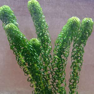 100 Bunches of Elodea Crispa Replacement Oxygenating Pond Plant ...
