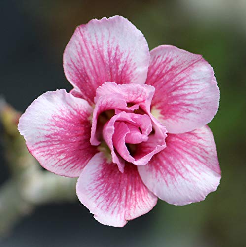 Indian Gardens - Adenium obesum (Grafted Double Petals) - Colour ...
