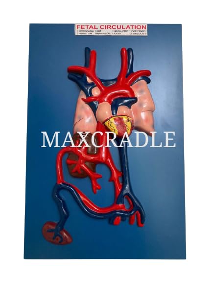 MAXCRADLE Scientific Anatomical Human FETAL Circulation Model | MEDICAL ...