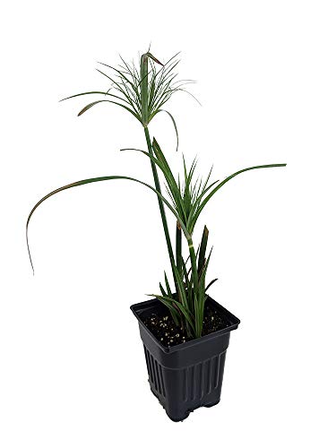 Papyrus plant - How to grow & care