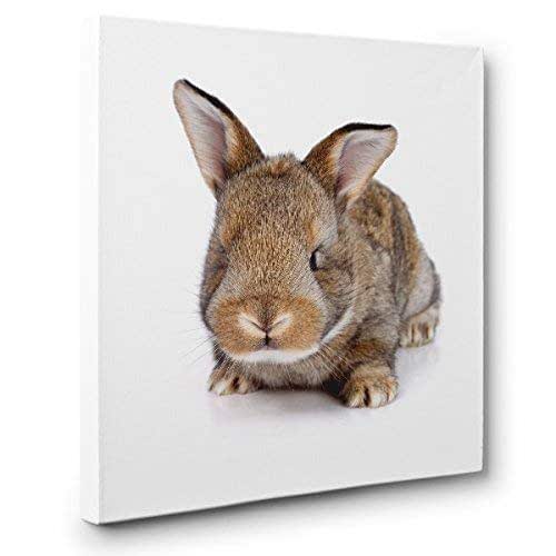Amazon.com: Brown Bunny CANVAS Wall Art Nursery Décor : Handmade Products