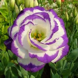 Amazon.com : 200 pcs/Bag eustoma Seed Flower Plant for Home & Garden ...