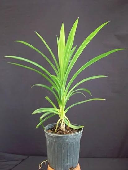 Kewda/Kewra/Kevda/Kevra/Pandan/Screwpine Plant - Amazingly Fresh Green ...