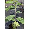 Amazon.com : Pawpaw Tree Live Plant Established Root, 7 to 12" Paw Paw ...