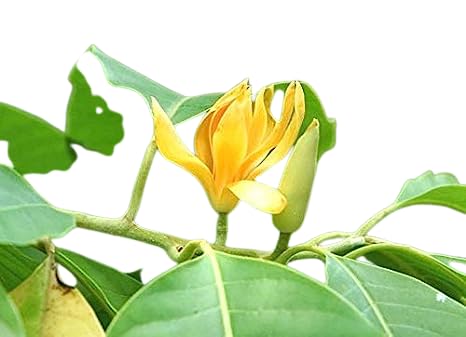 GANGA NURSERY AND ARIFARM, ShopGreen Rare variety Yellow Palash/Holud ...